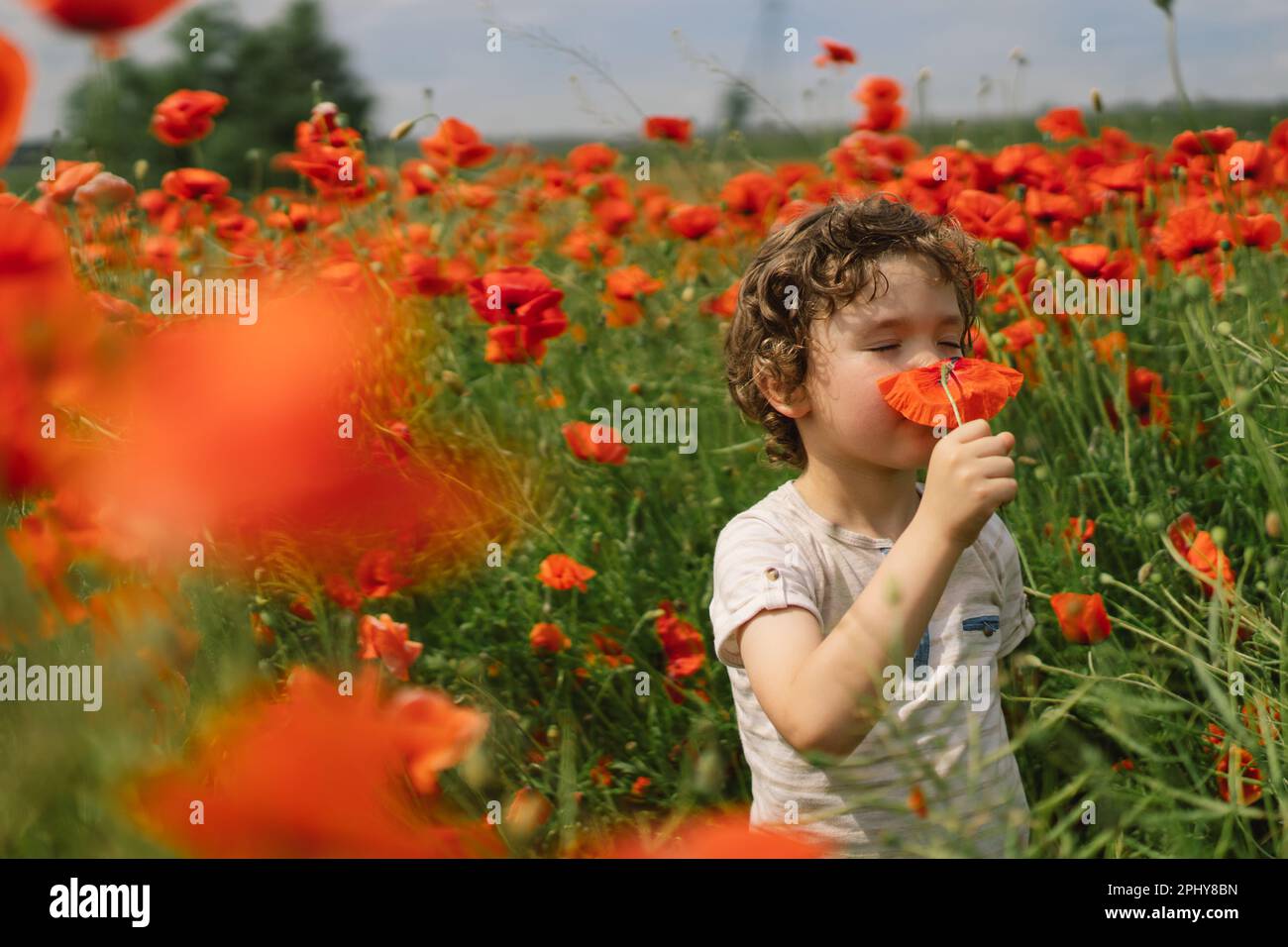 Little Boy plays in a beautiful field of red poppies. People and nature ...