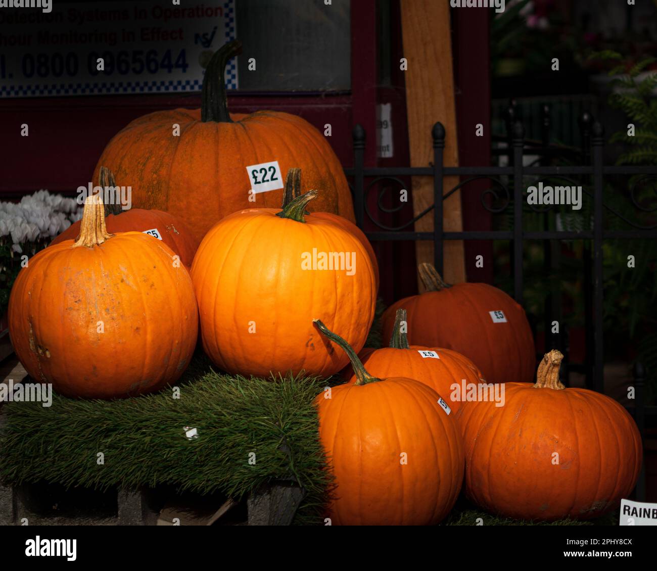 An autumnal retail display showcasing a variety of pumpkins, with ...