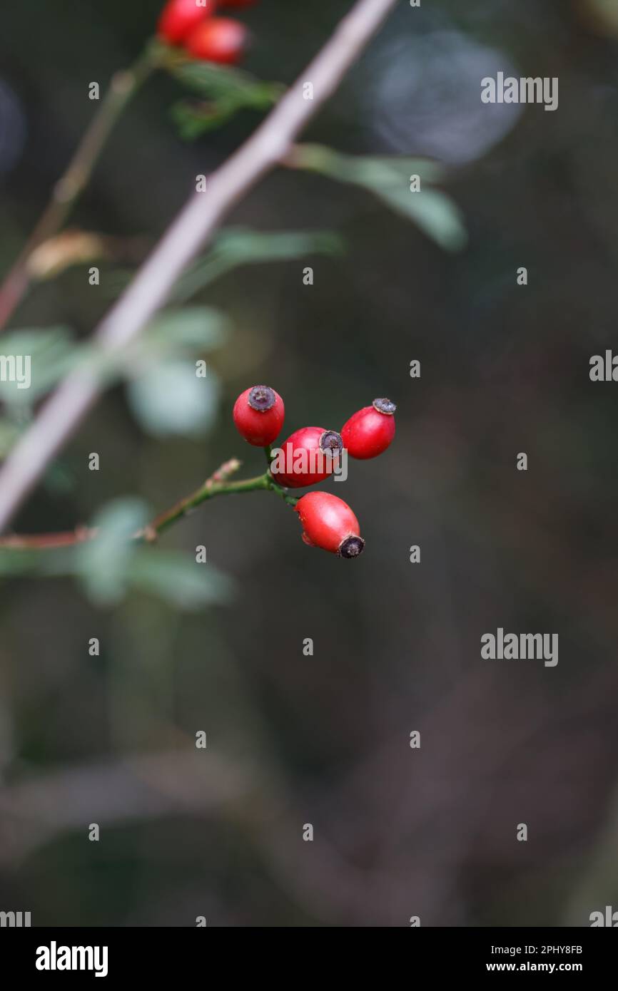 A close-up image of a tree branch with lush green foliage, featuring a ...