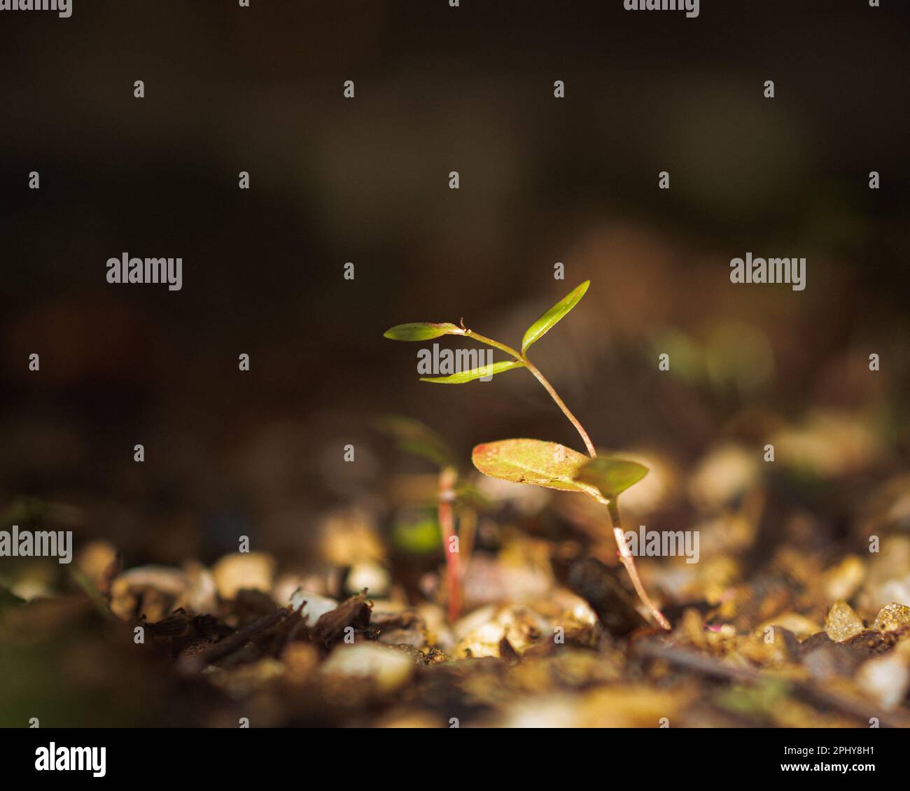 A young tree with lush green leaves growing from the ground, reaching ...