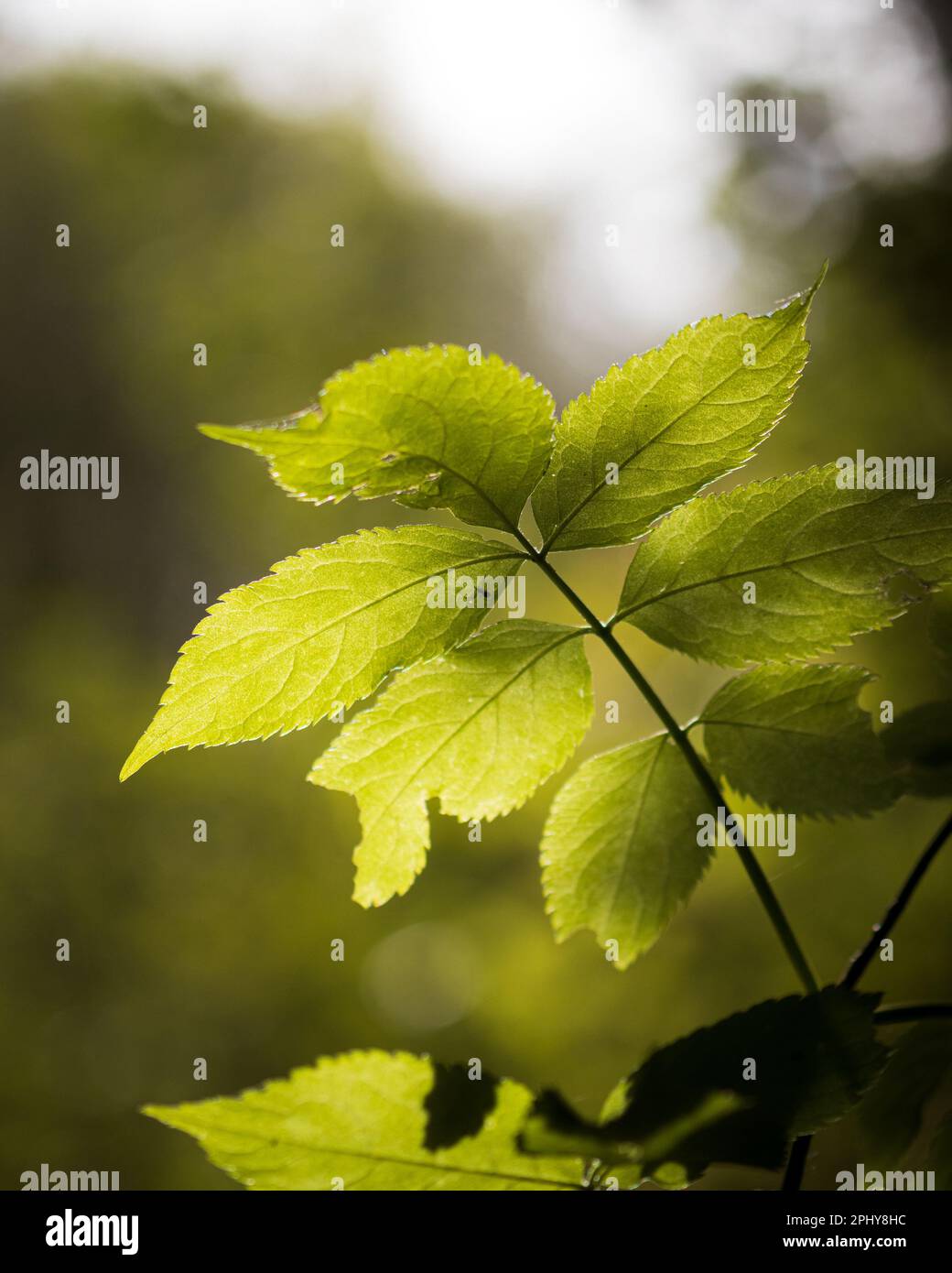 Exuberant shrub hi-res stock photography and images - Alamy