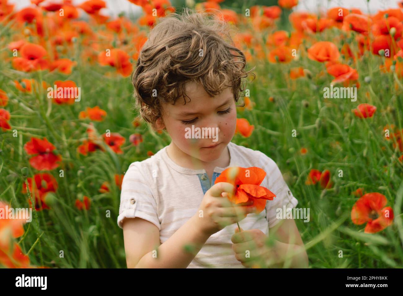 Little Boy plays in a beautiful field of red poppies. People and nature ...