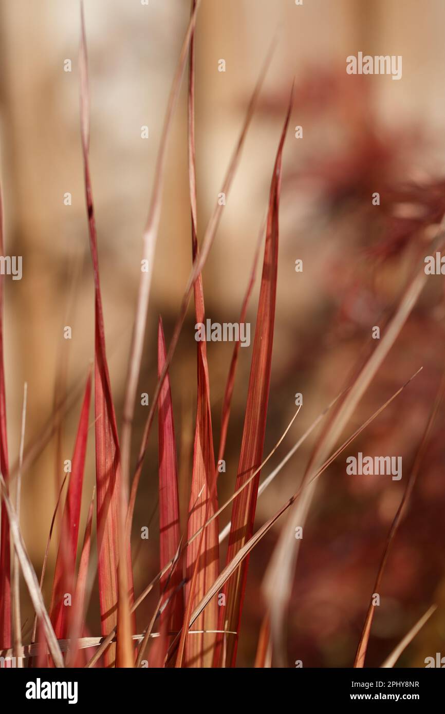 A striking image of a vibrant red grass set against a backdrop of tall ...
