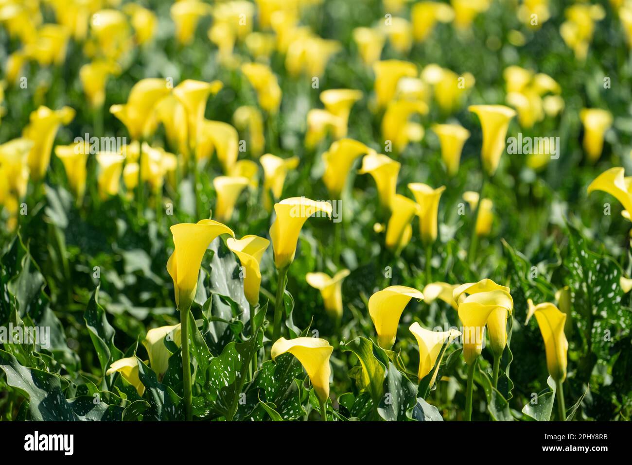 Beautiful lovely yellow calla lily in the natural garden Stock Photo ...