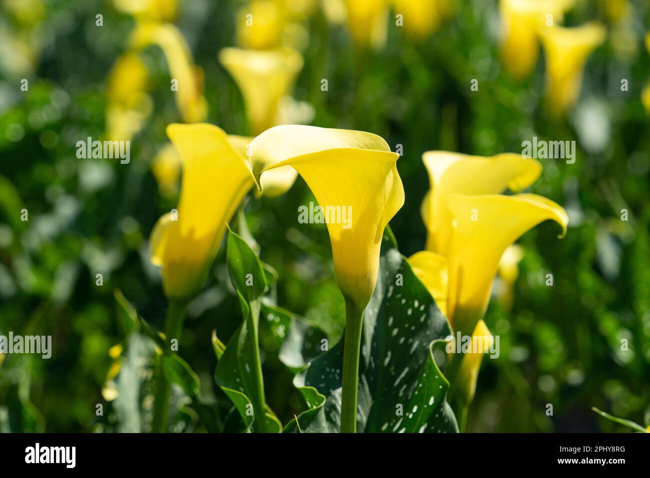 Beautiful lovely yellow calla lily in the natural garden Stock Photo ...