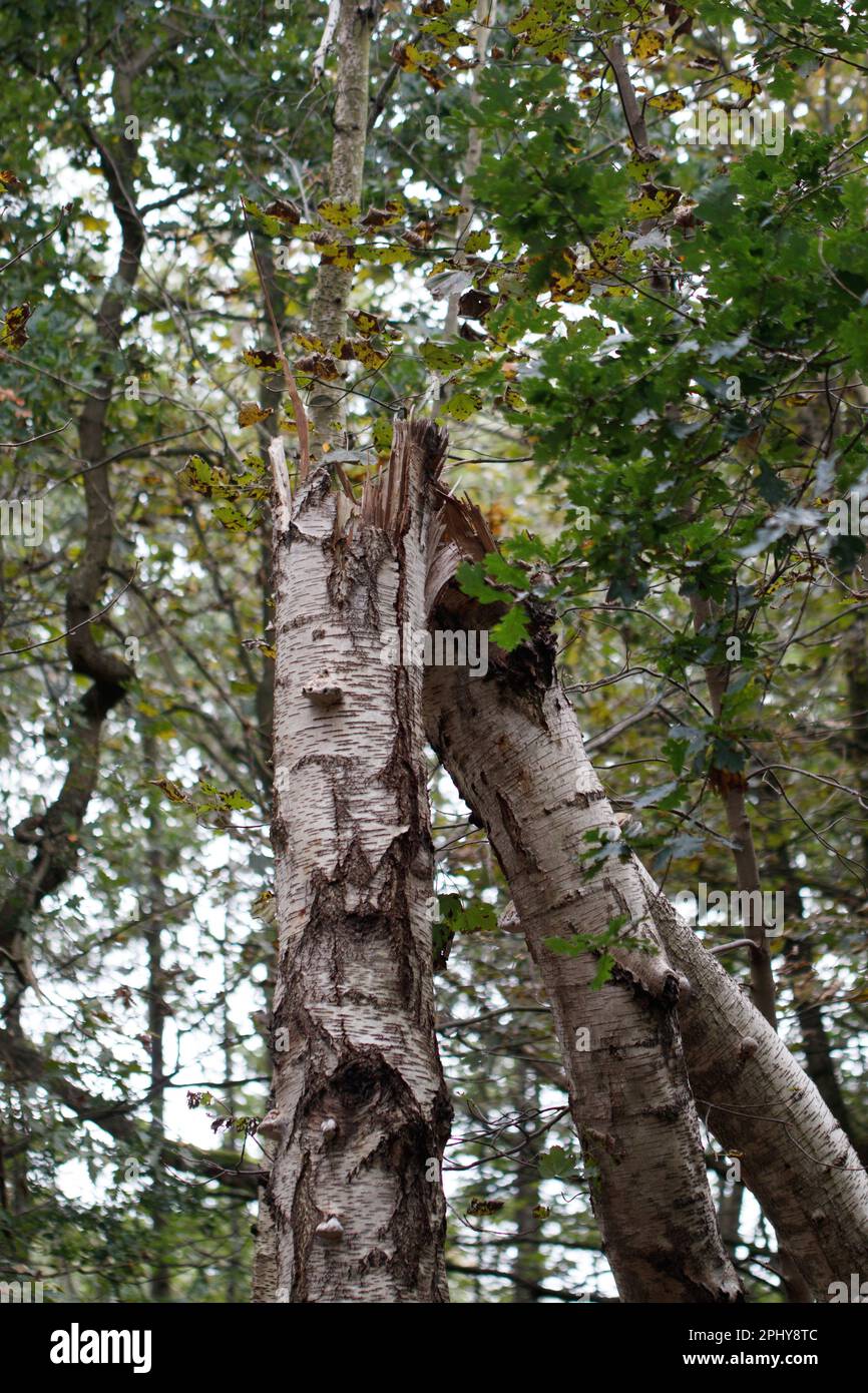 A picture of a deciduous tree that has been cut in half, with leaves ...