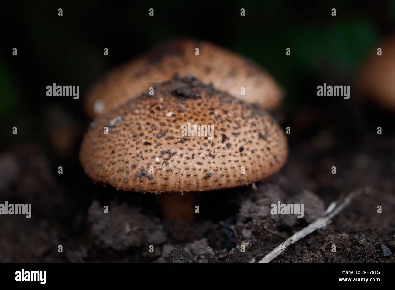A cluster of mushrooms growing in a grassy area nearby a small tree ...