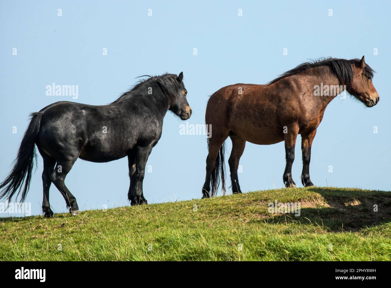 Two wild ponies, a black and a brown, on Framton Marsh, Lincolnshire ...