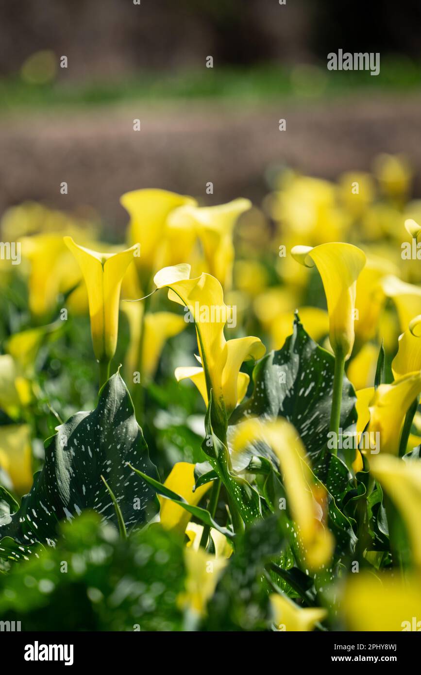 Beautiful lovely yellow calla lily in the natural garden Stock Photo ...