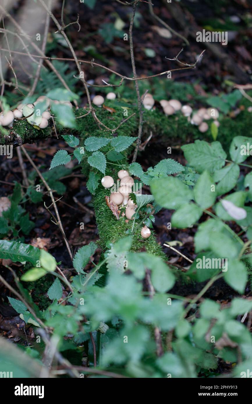 A collection of mushrooms growing from the soil in a natural habitat on ...