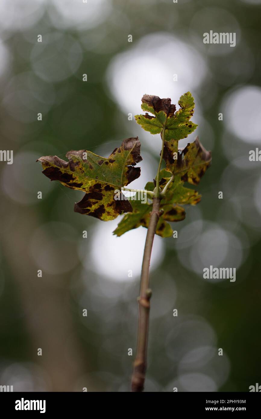A weathered green plant in autumn on the blurry background Stock Photo ...