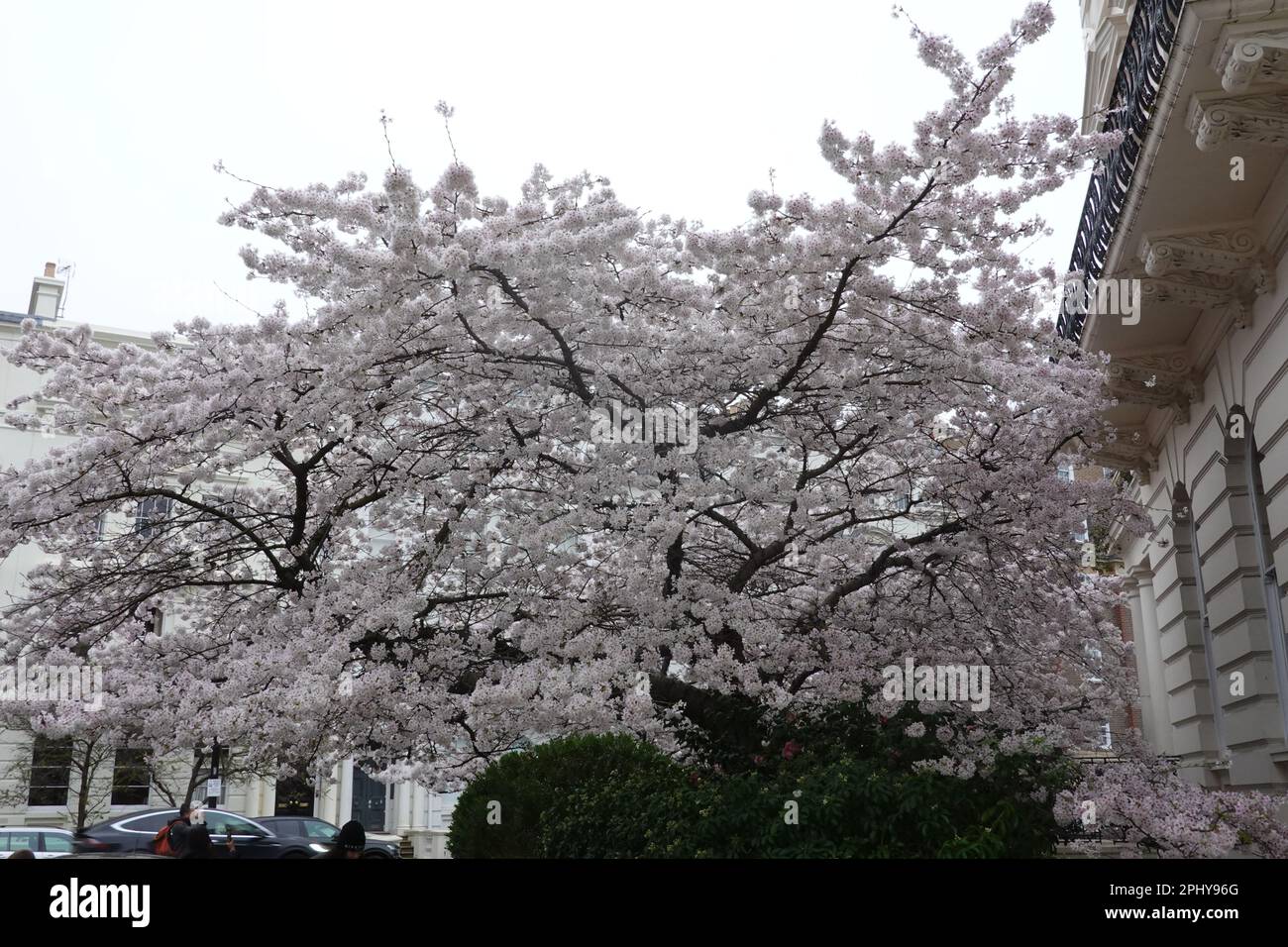 Beautiful cherry tree hi-res stock photography and images - Alamy