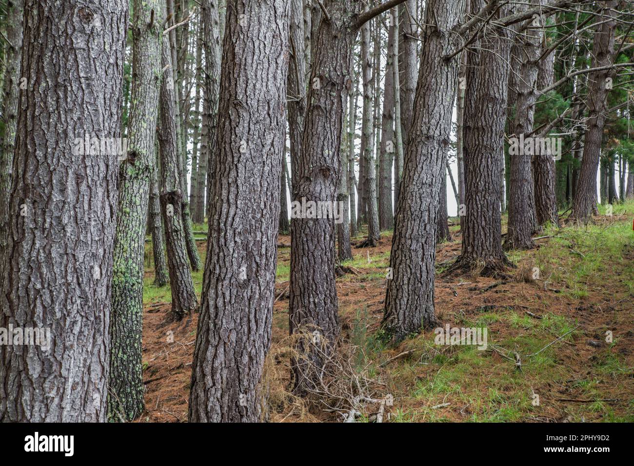 Straight trunks hi-res stock photography and images - Alamy