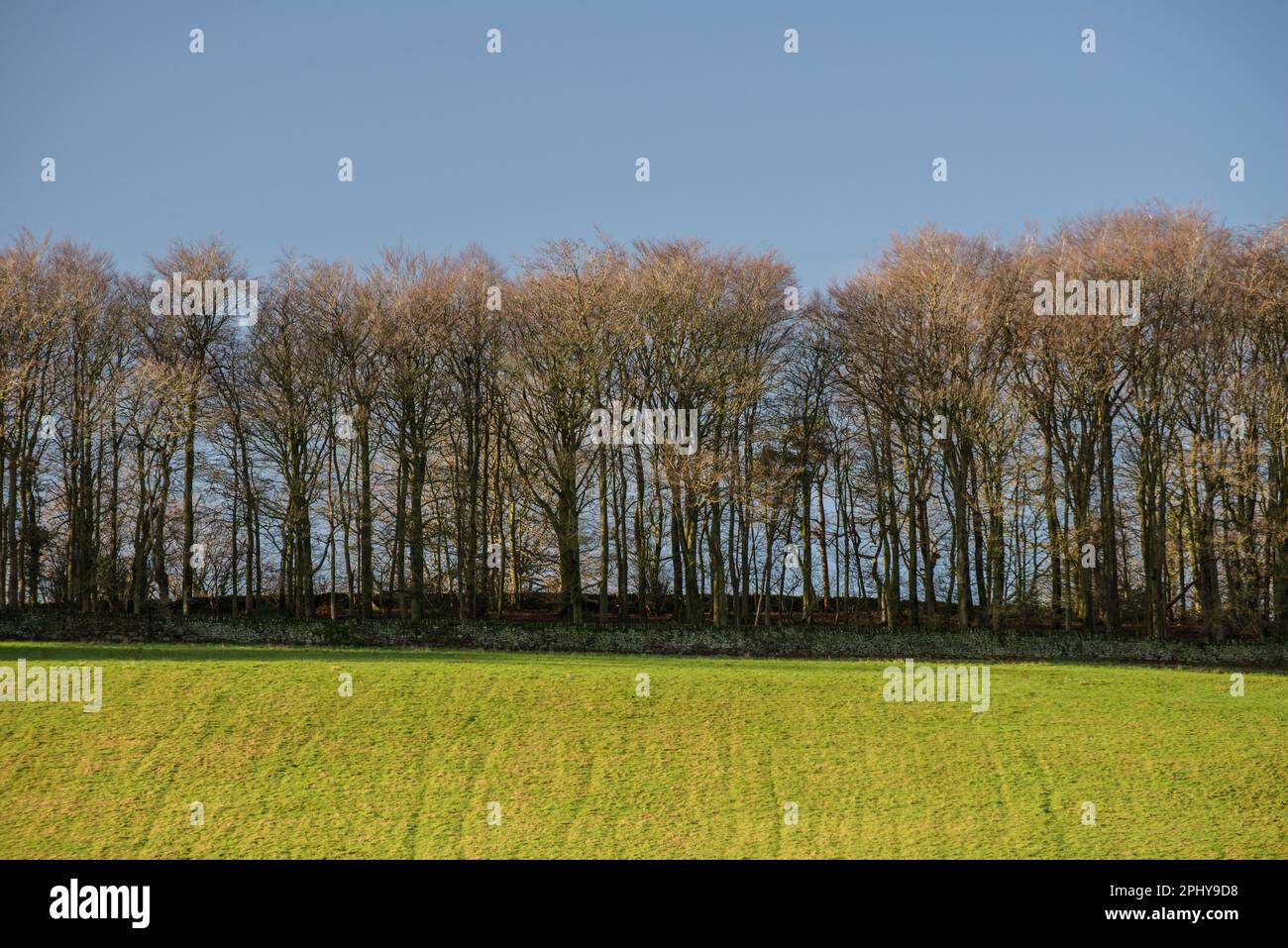 A green field and blue sky with a line of trees in between lit by the ...