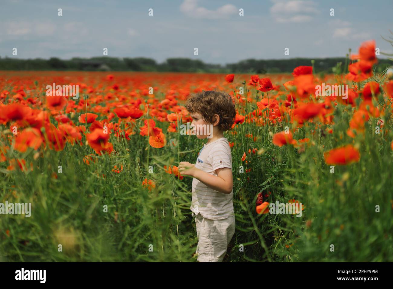 Little Boy plays in a beautiful field of red poppies. People and nature ...