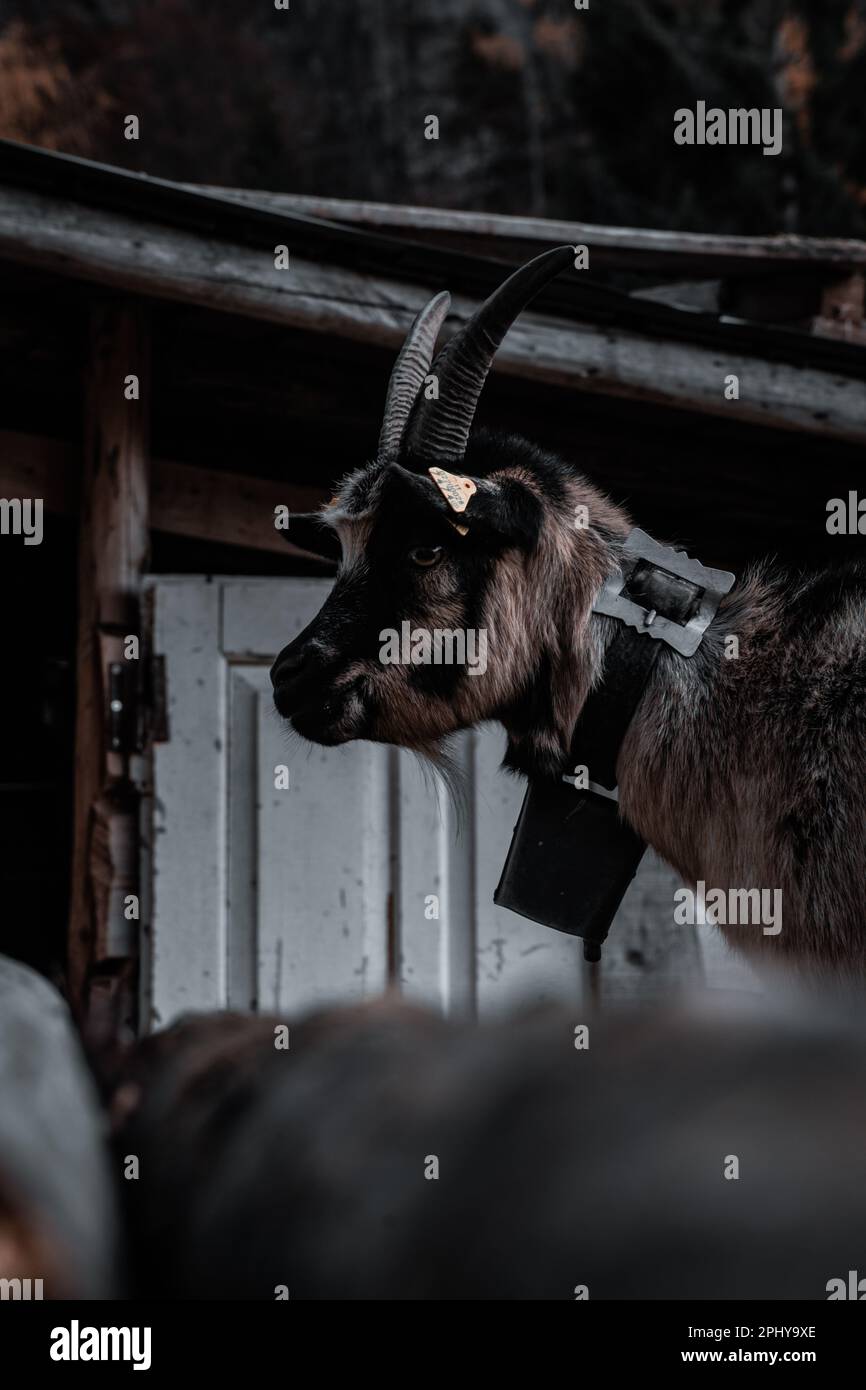 Portrait of a goat Stock Photo - Alamy