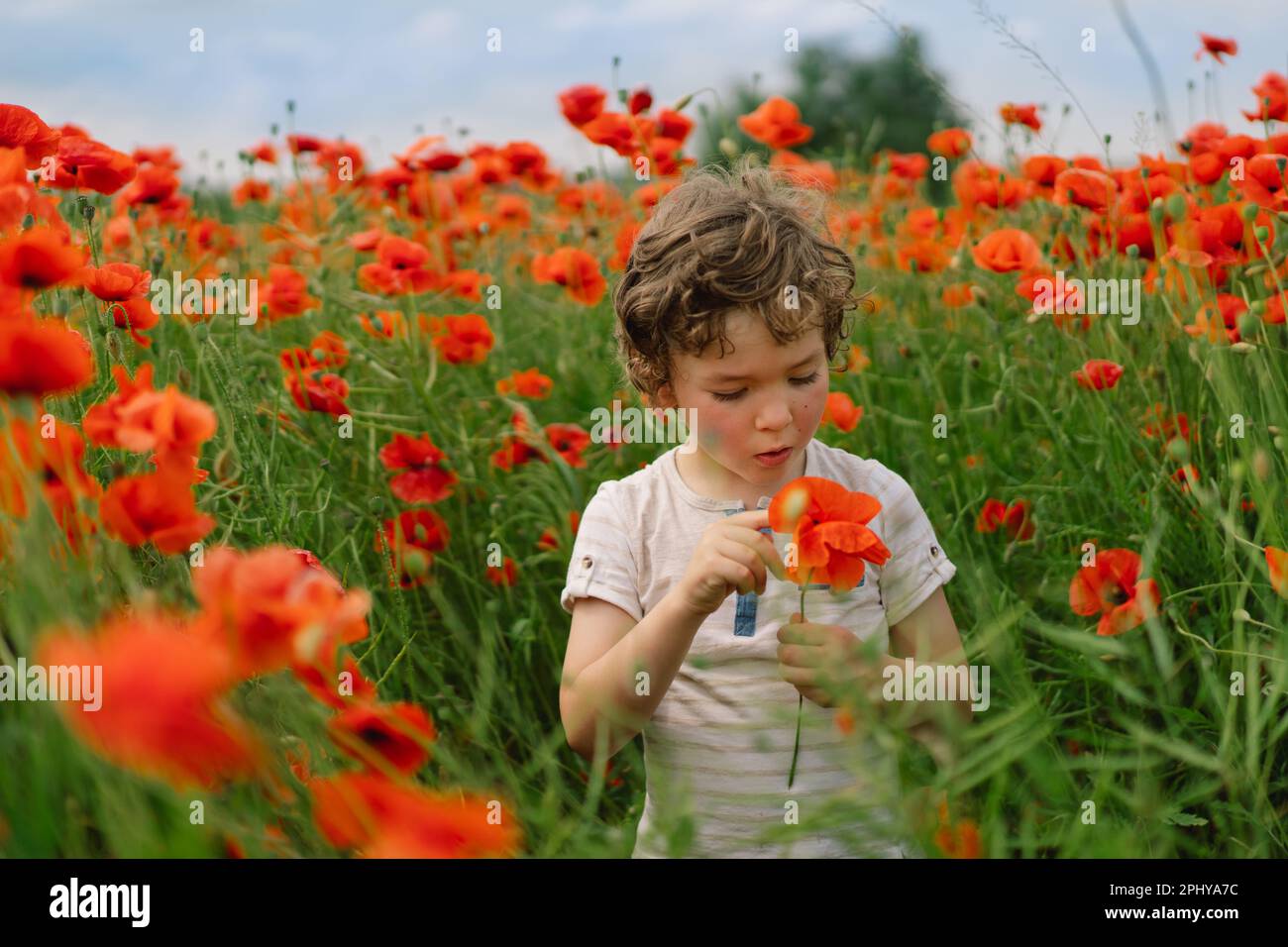 Little Boy plays in a beautiful field of red poppies. People and nature ...
