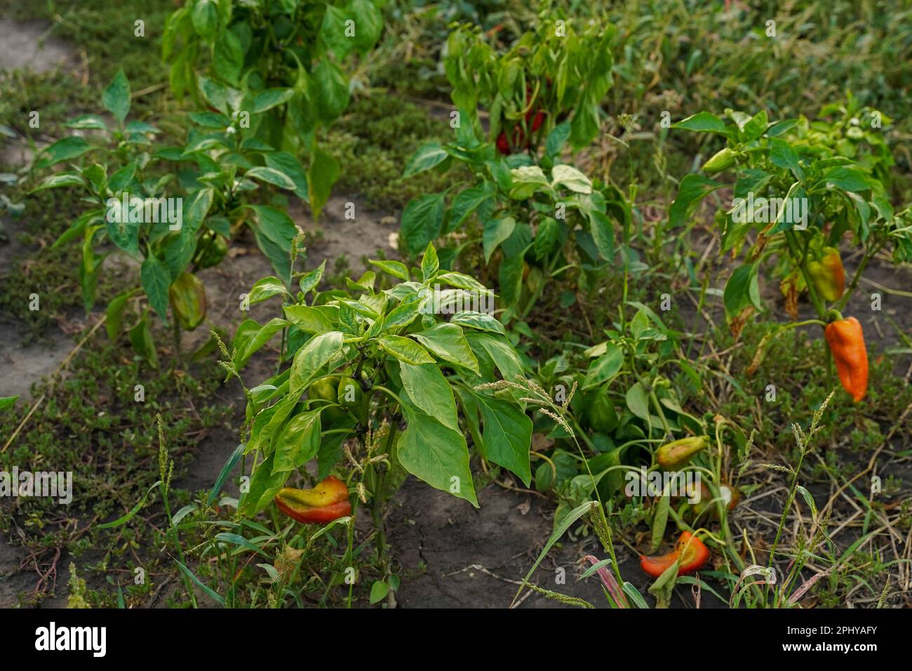 A poor harvest year in a vegetable field. Underdeveloped dried red and ...