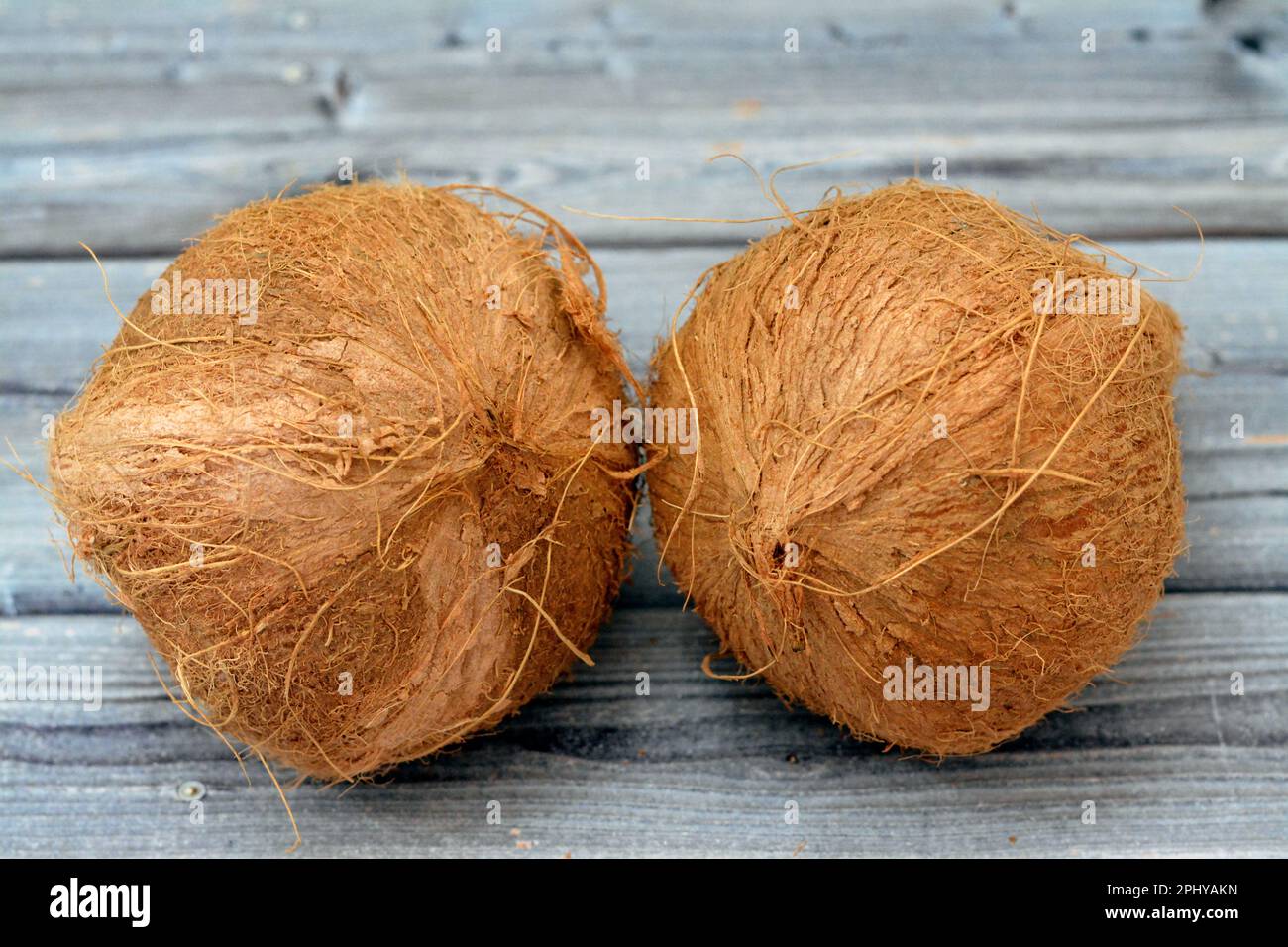 Coconut fruit cocoanut (Cocos nucifera) of the palm tree family ...
