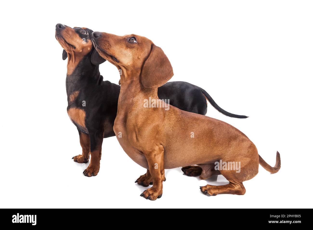 Two Dachshunds Dogs Of Different Color On White Background Stock Photo ...