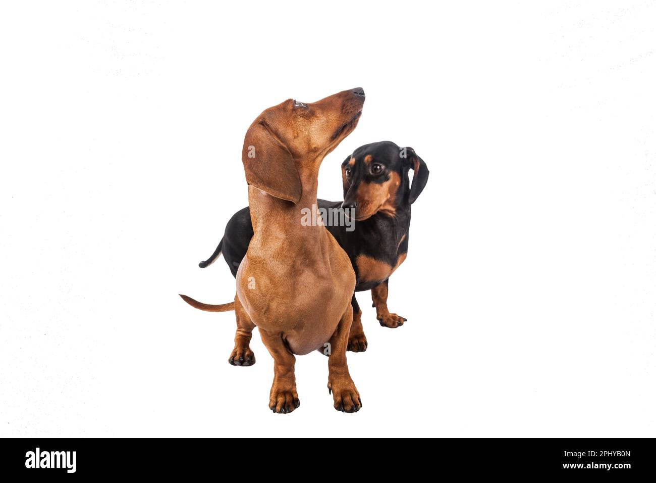 Two Dachshunds Dogs Of Different Color On White Background Stock Photo ...
