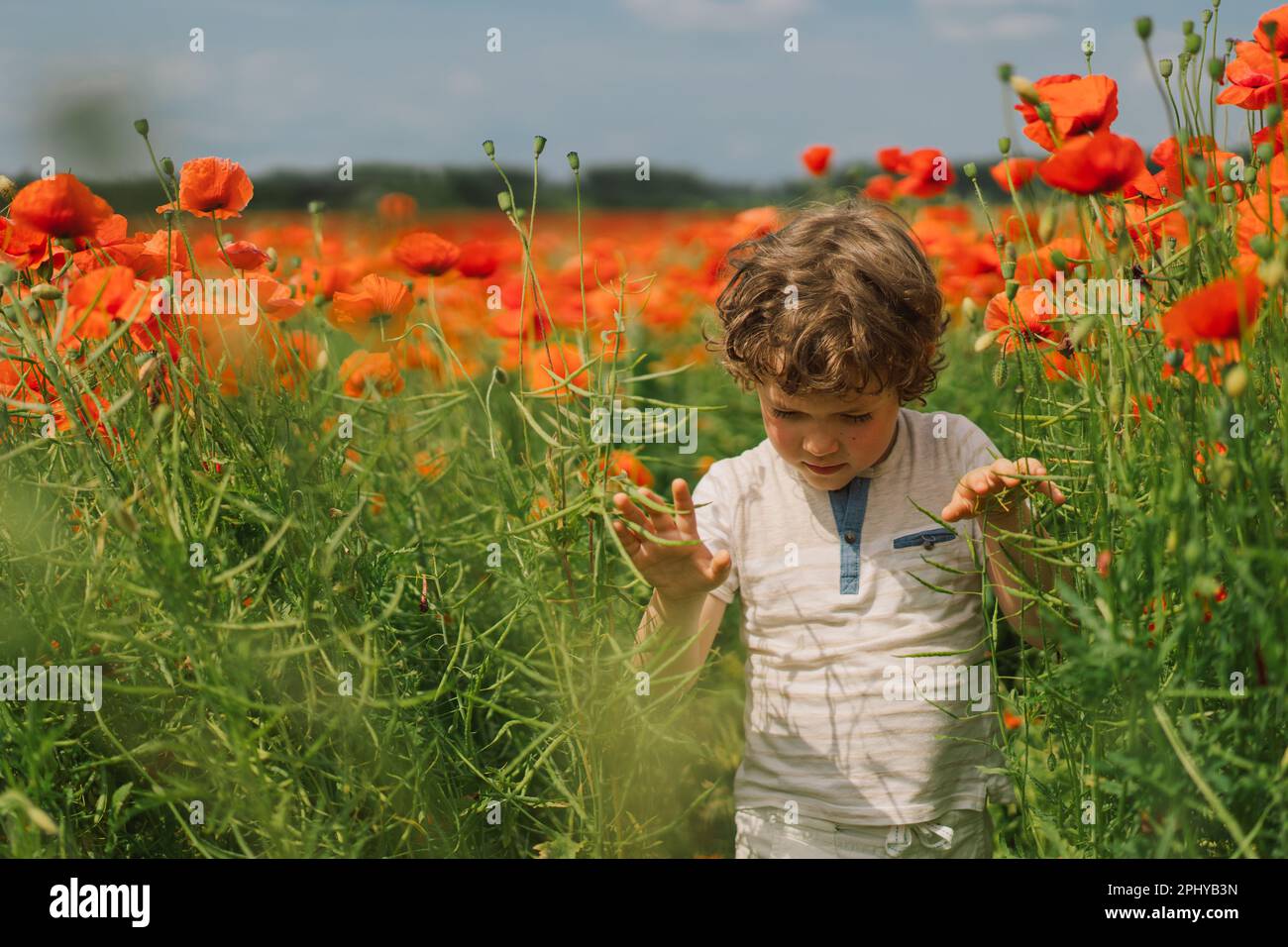 Little Boy plays in a beautiful field of red poppies. People and nature ...