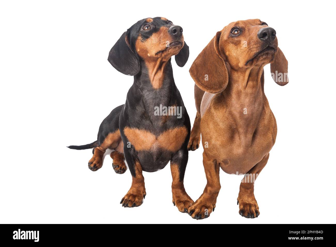 Two Dachshunds Dogs Of Different Color On White Background Stock Photo ...