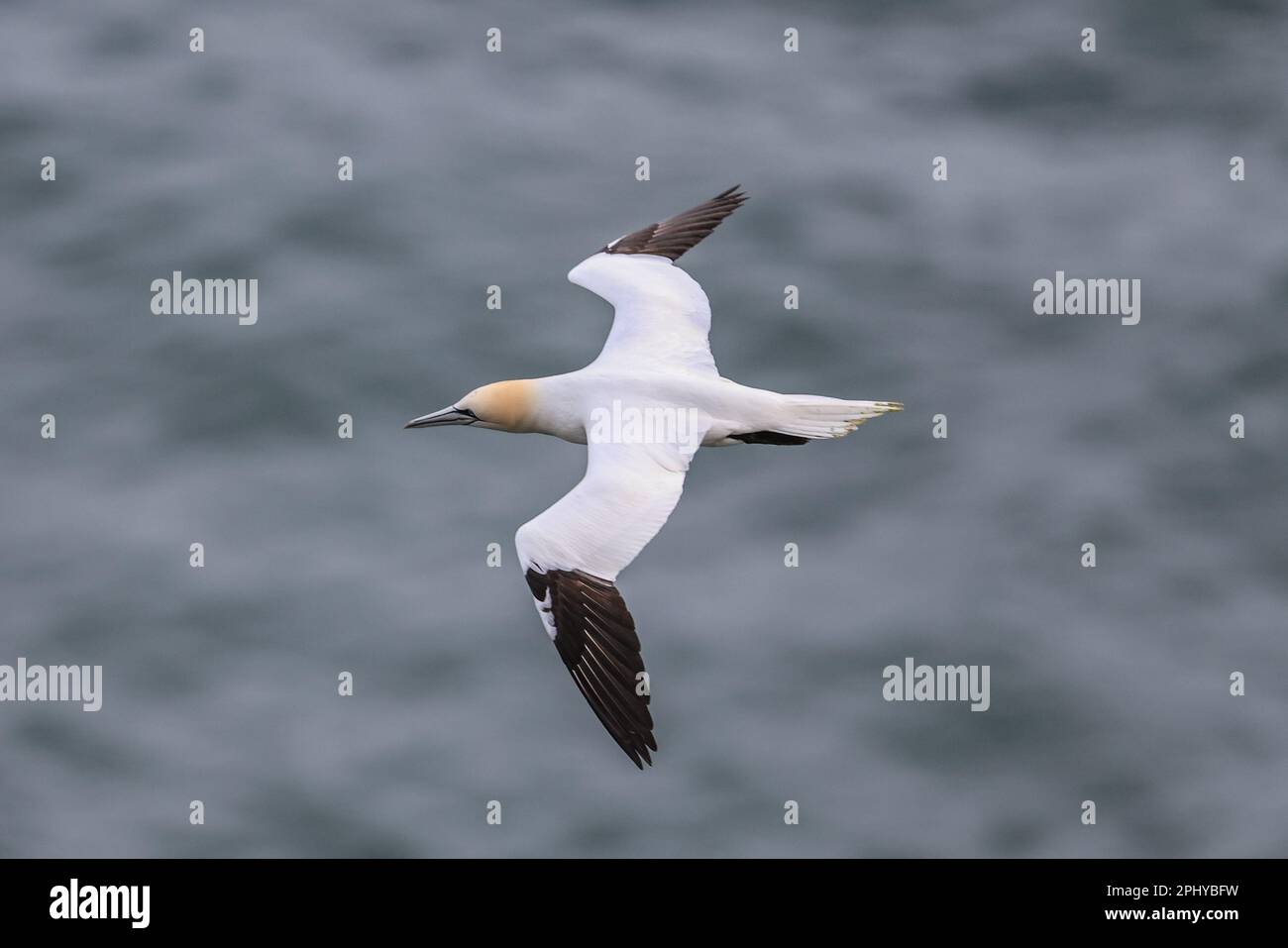 A Gannet soars above the cliffs at RSPB Bempton Cliffs at Bempton ...