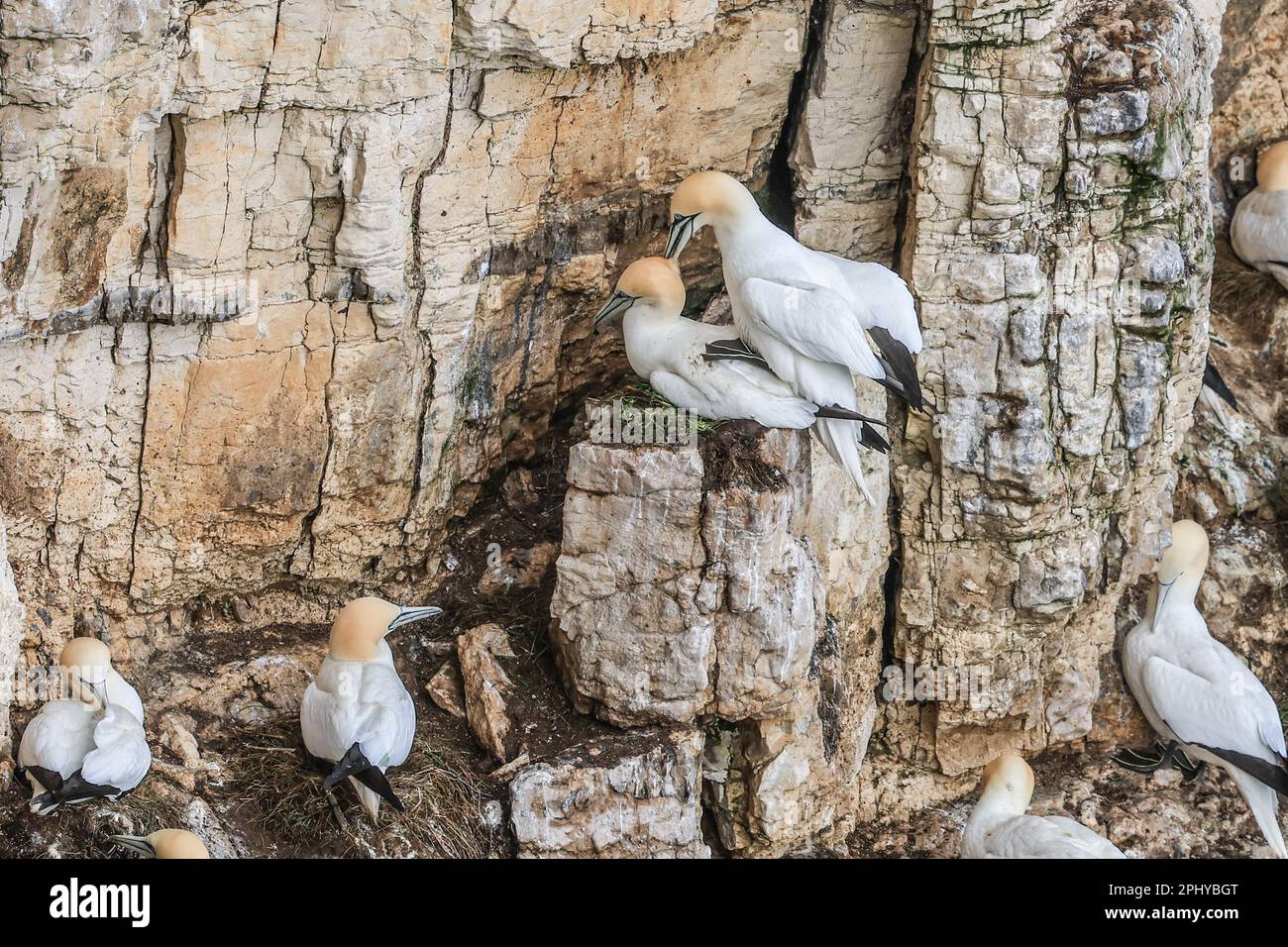 A breeding pair of Gannets during a mating ritual at RSPB Bempton ...