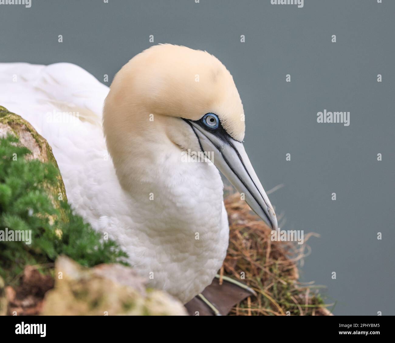 Gannets sit precariously on their nests high up the cliff face at RSPB ...