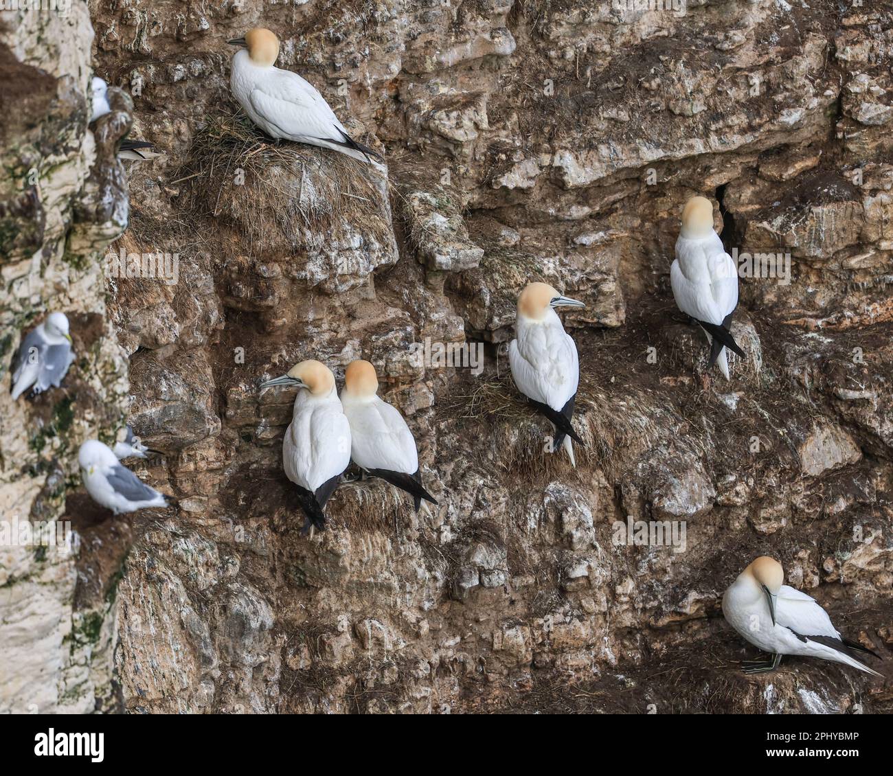 Gannets sit precariously on their nests high up the cliff face at RSPB ...