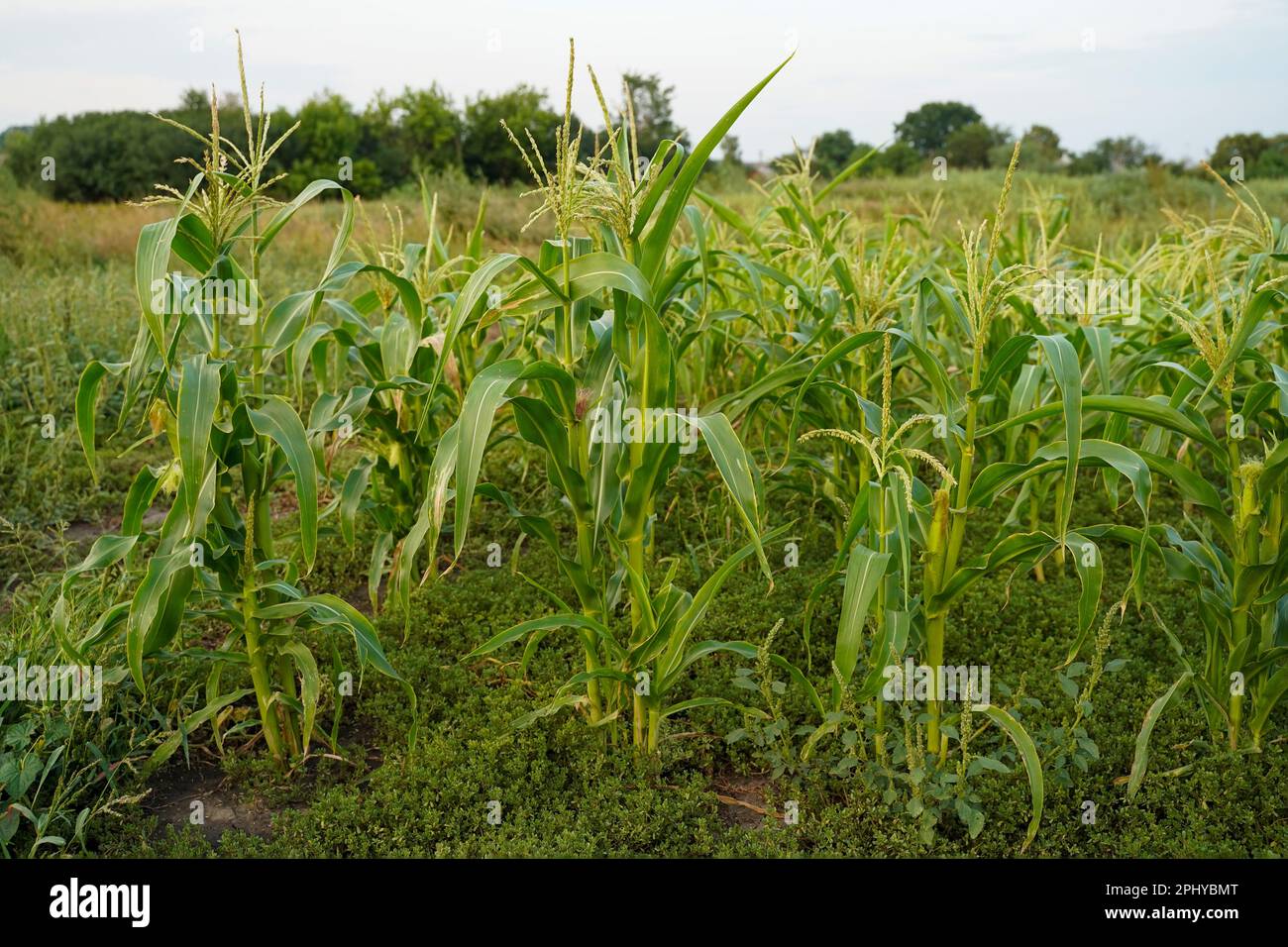 Fertilizers sprayed weeds hi-res stock photography and images - Alamy