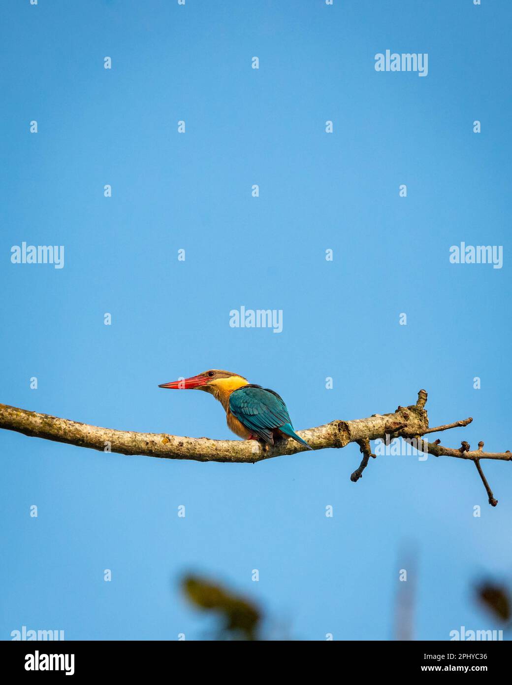 Pilibhit national park hi-res stock photography and images - Alamy