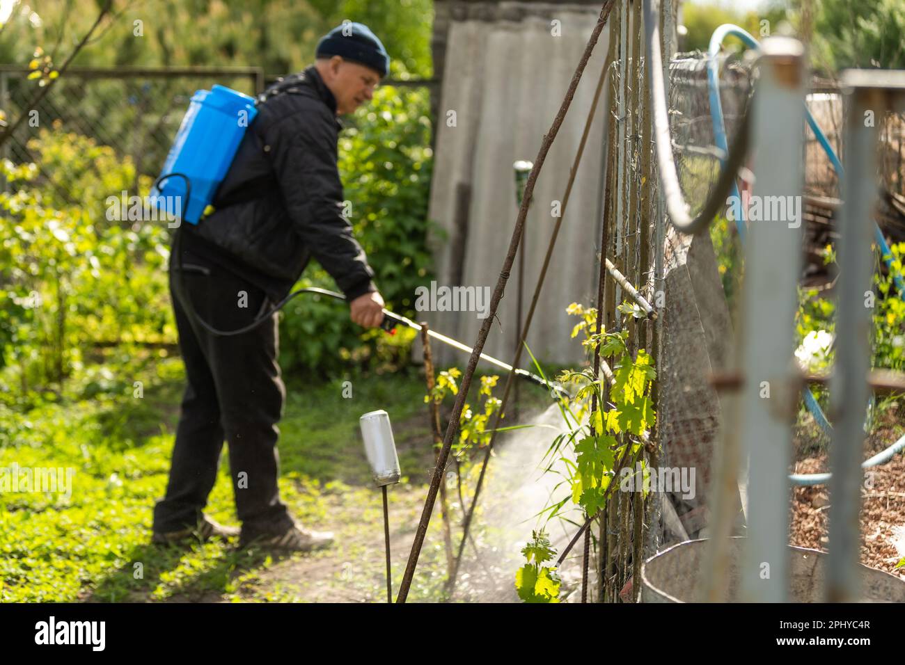 Farmer spraying vegetable green plants in the garden with herbicides ...