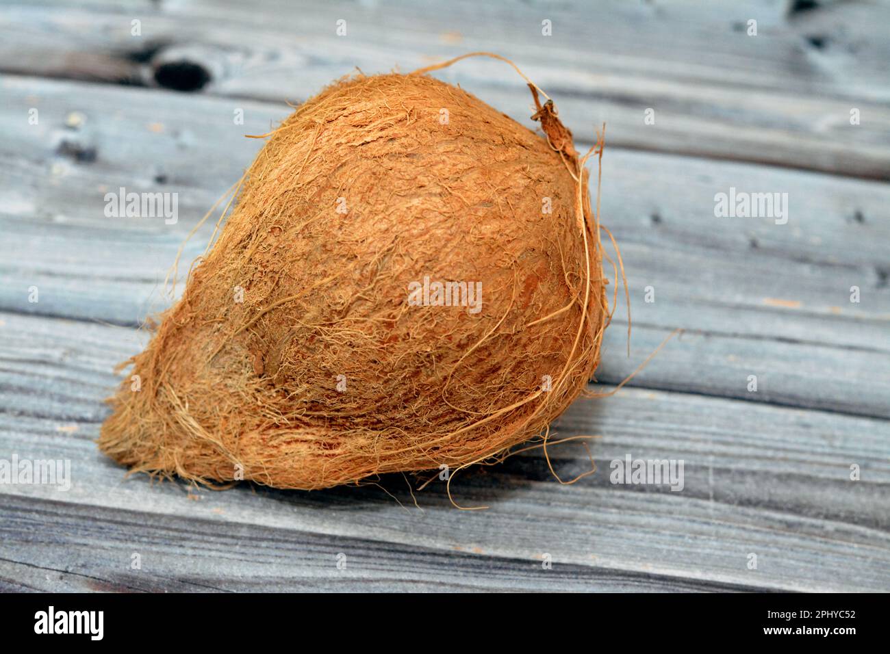 Coconut fruit cocoanut (Cocos nucifera) of the palm tree family ...