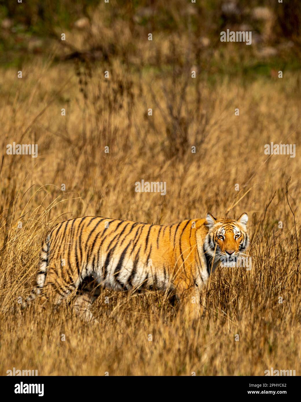 wild female bengal tiger or panthera tigris tigris side profile with ...