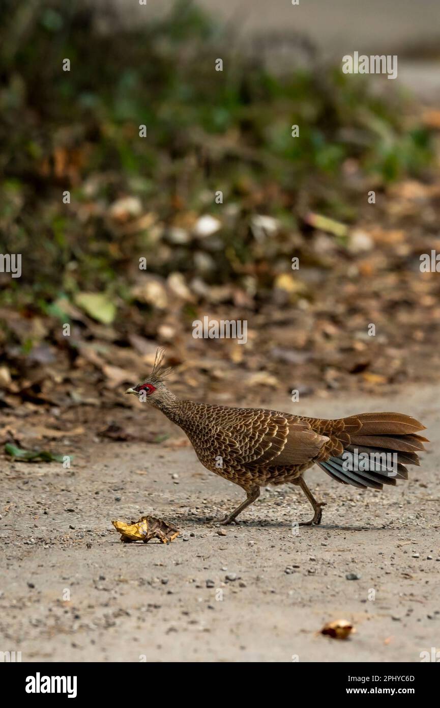 Kalij pheasant or Lophura leucomelanos female bird running on forest ...