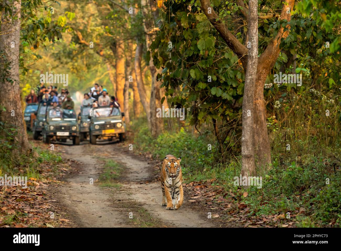 wild female tiger or panthera tigris a showstopper on morning stroll in ...