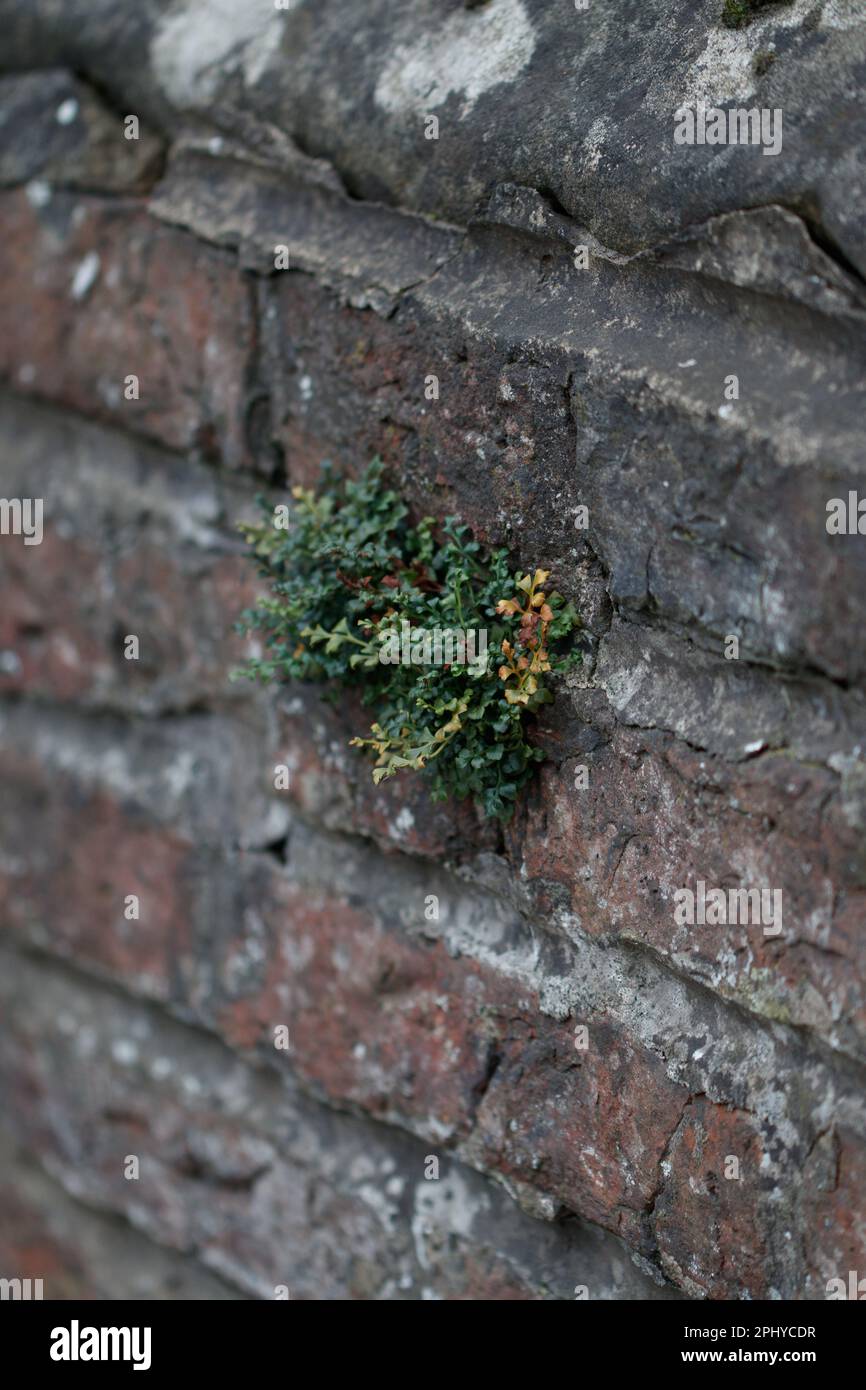 A small plant is seen emerging from a brick wall, with its roots and ...