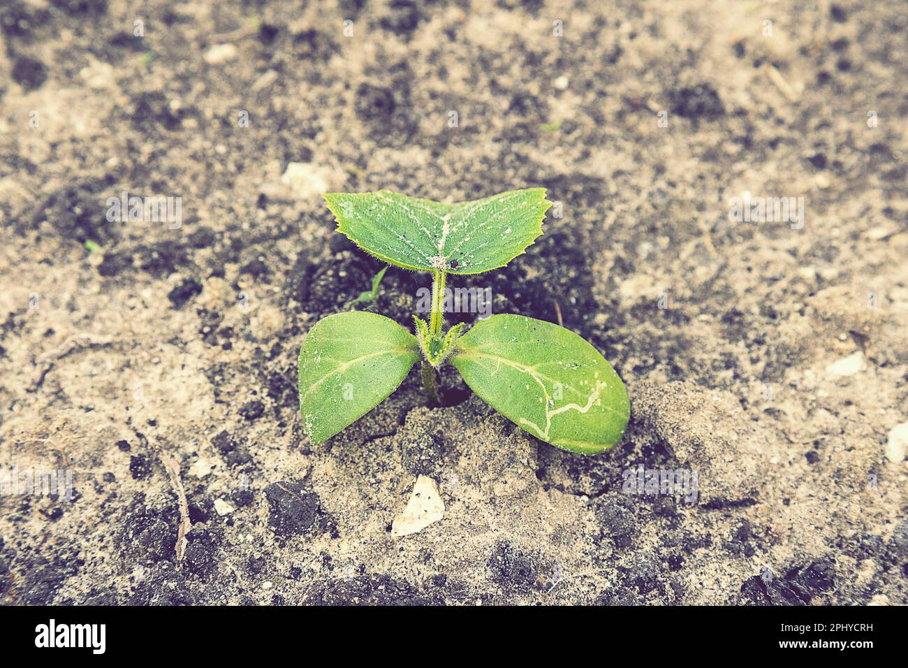 young green sprouts in the ground. Cucumber shoots. Green leaves. Black ...