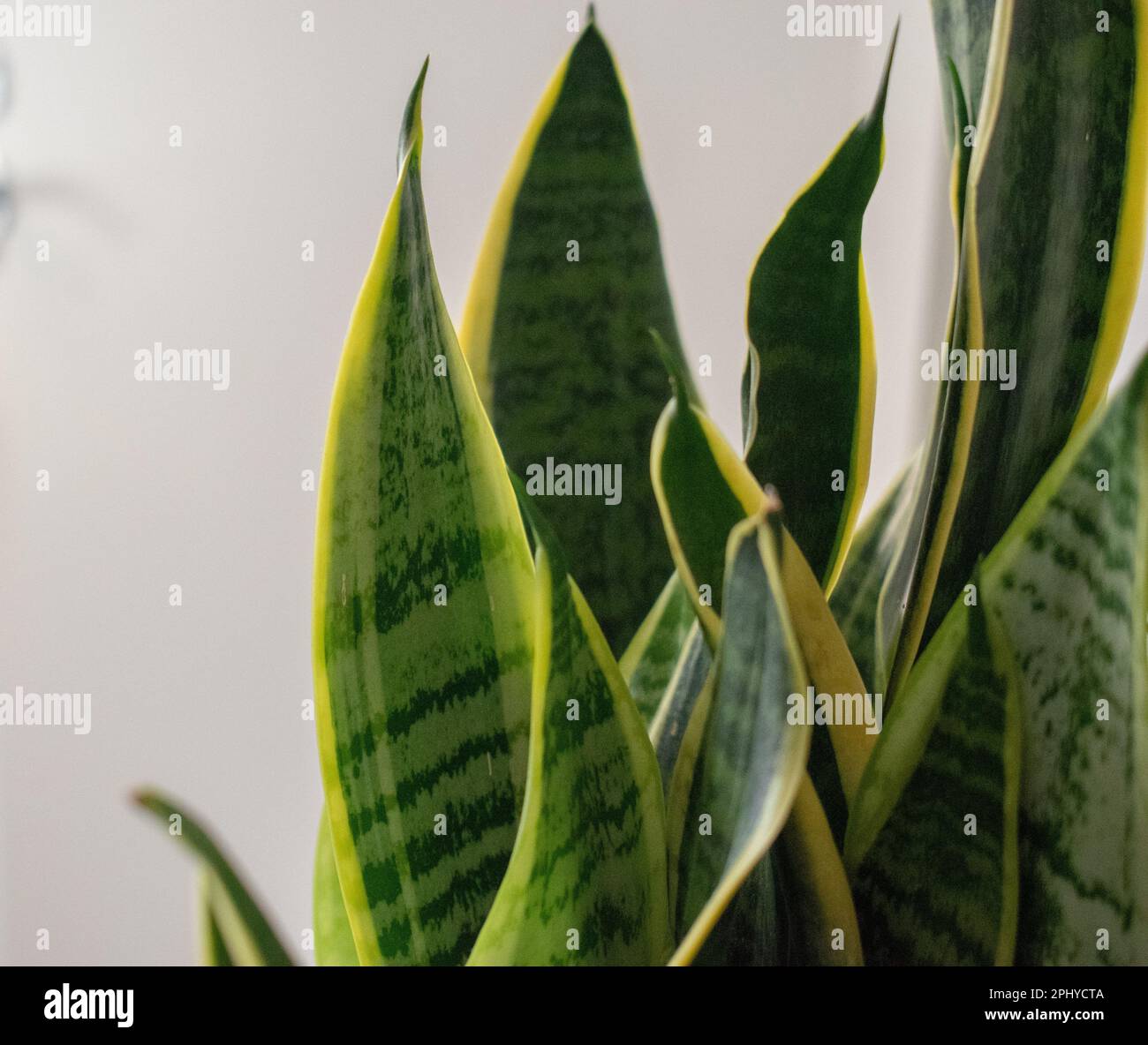 Succulents. Yellow and green Sansevieria (Dracaena trifasciata the ...