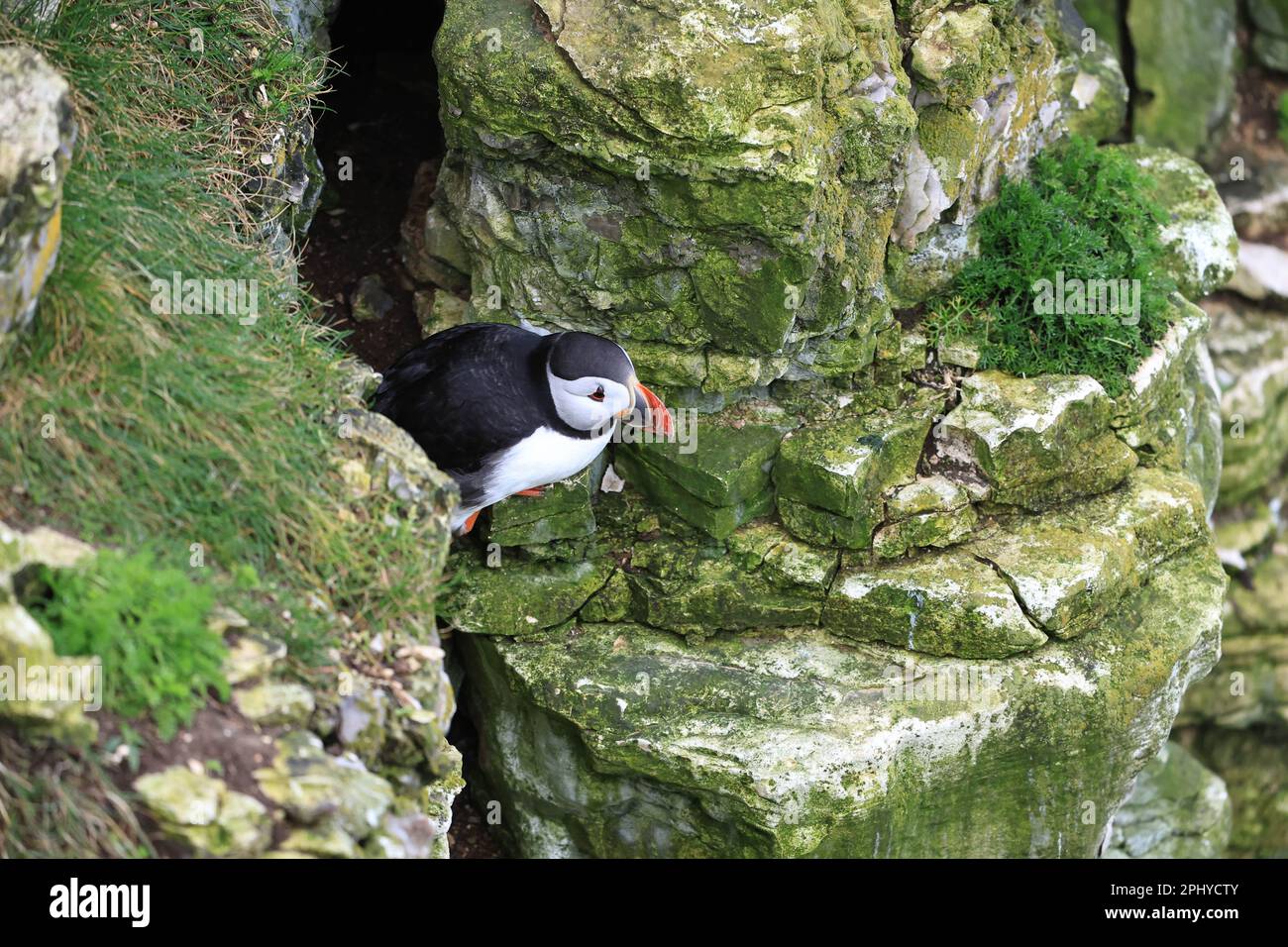 A Puffin waits for its partner to return with sand eels at RSPB Bempton ...