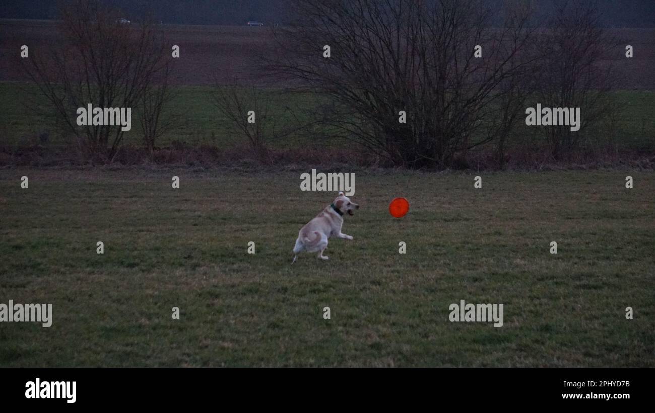 A cheerful golden retriever puppy running and jumping to catch a red ...