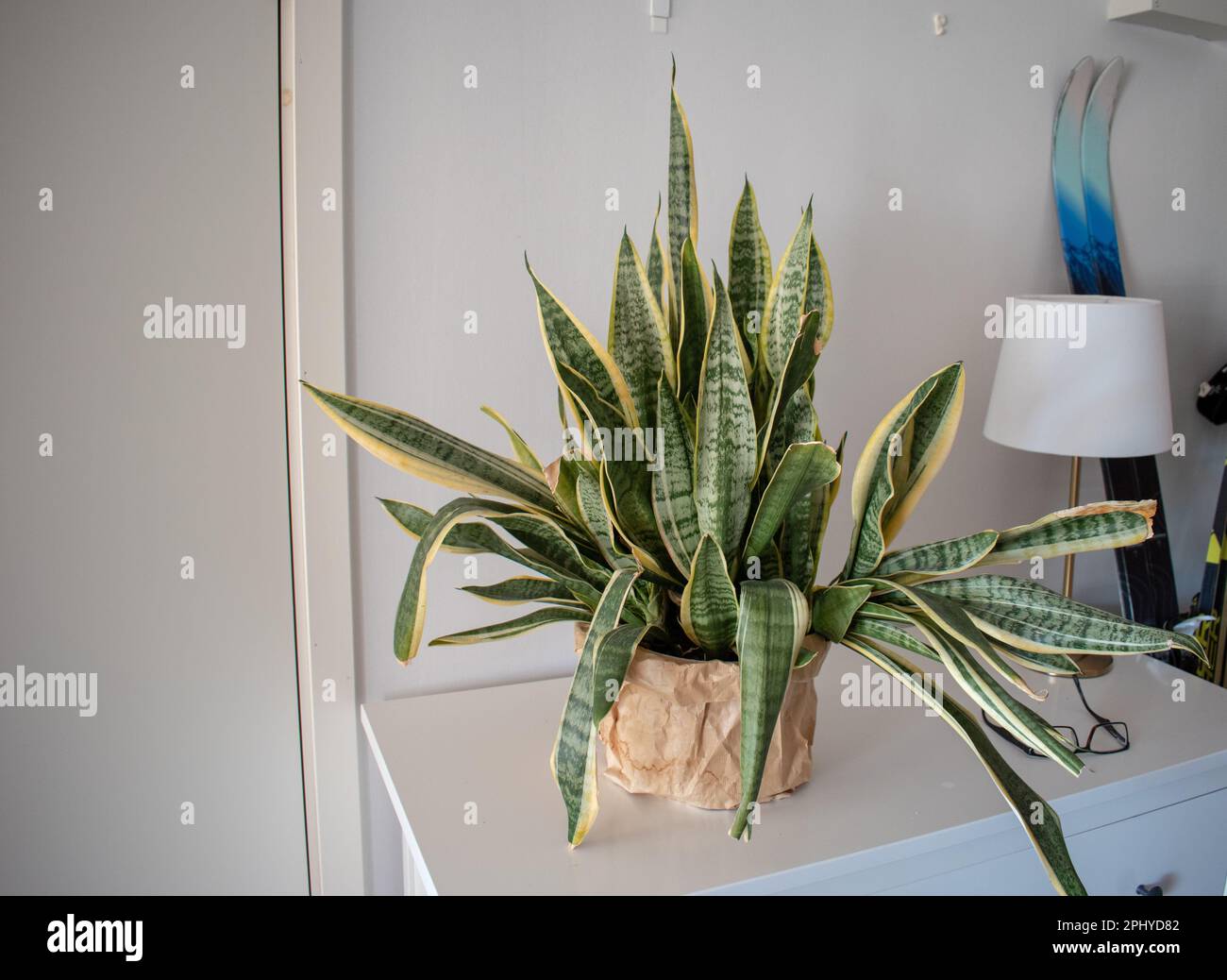 Succulents. Yellow and green Sansevieria (Dracaena trifasciata the ...