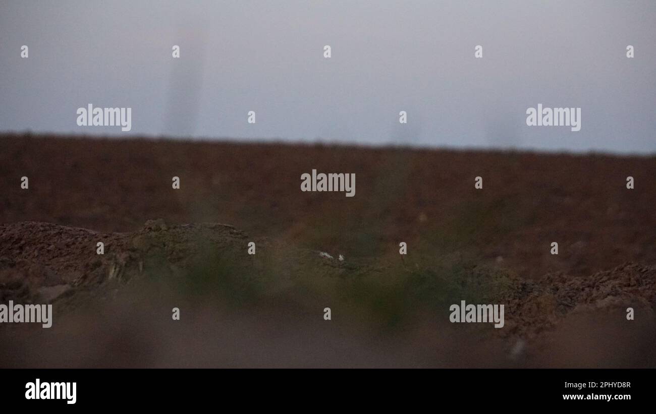A solitary owl stands atop a hill of lush green grass, overlooking a ... A solitary owl stands atop a hill of lush green grass, overlooking a ...