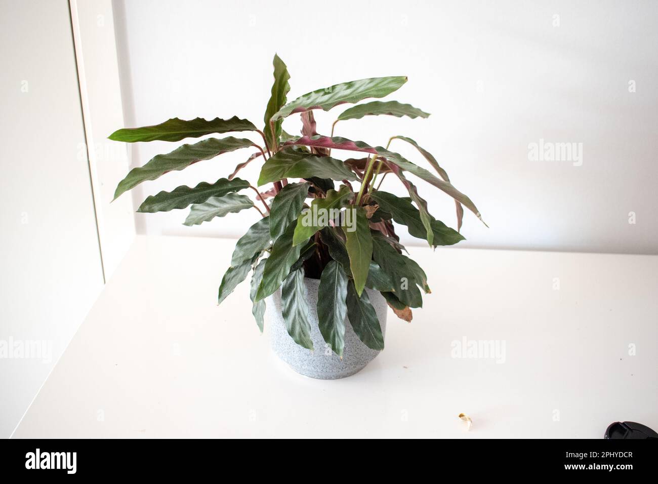 Calathea rufibarba green velvet leaf close-up Stock Photo - Alamy
