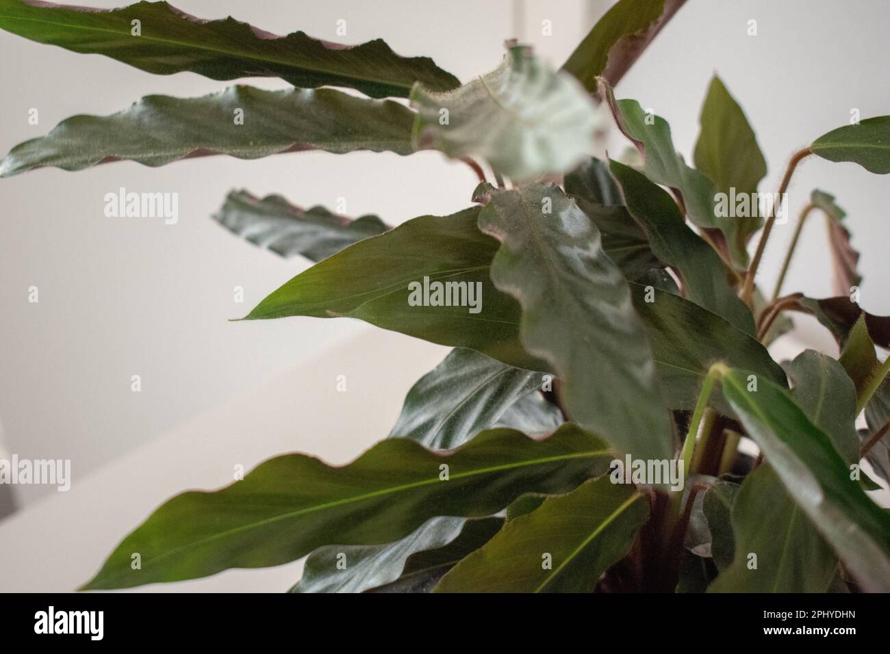 Calathea rufibarba green velvet leaf close-up Stock Photo - Alamy