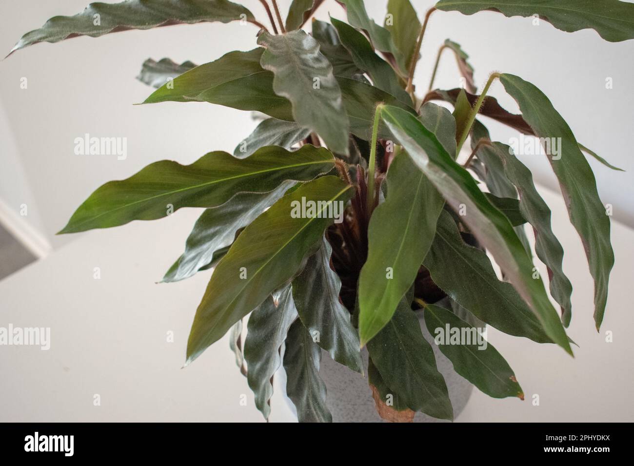 Calathea rufibarba green velvet leaf close-up Stock Photo - Alamy