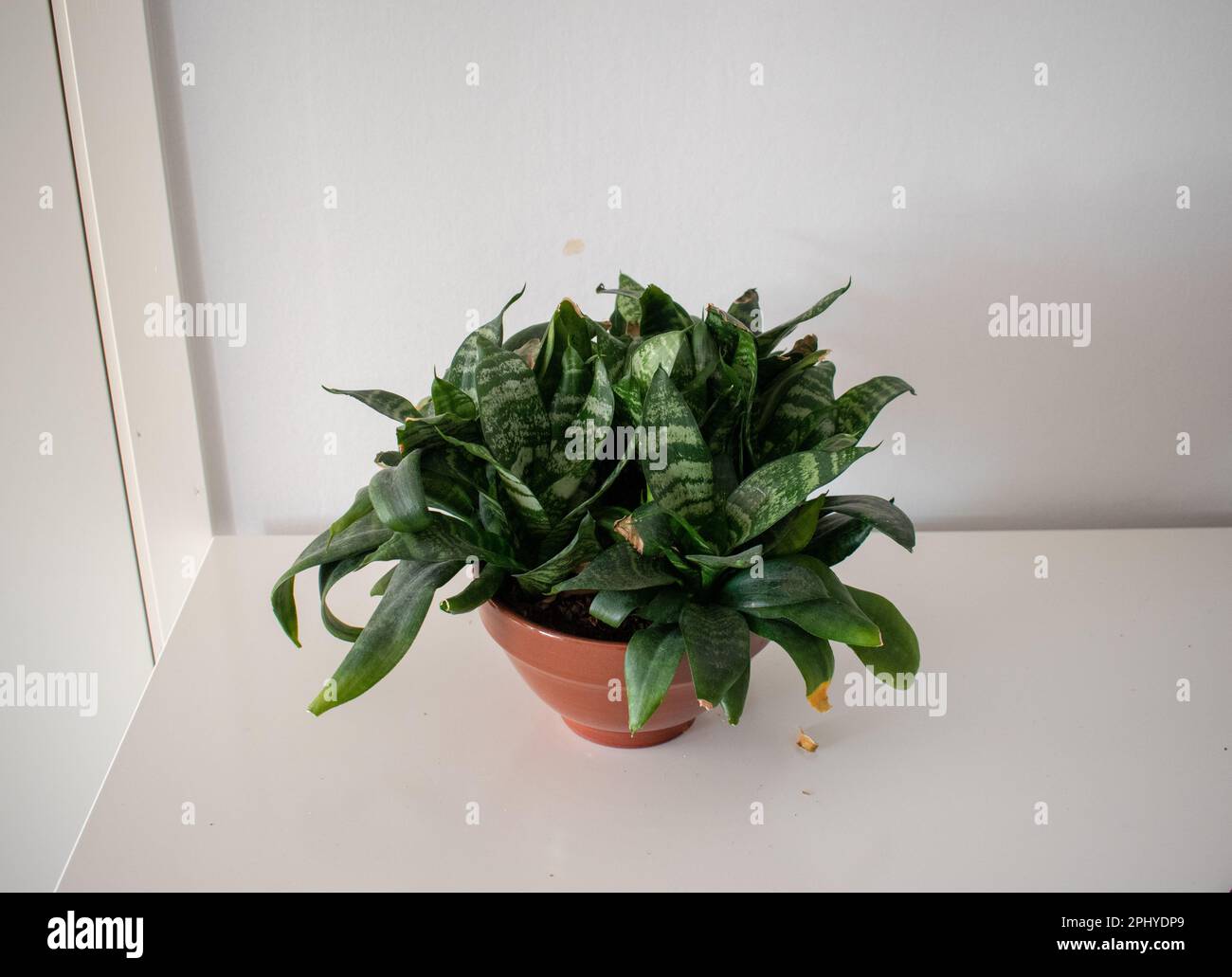 Succulents. Yellow and green Sansevieria (Dracaena trifasciata the ...