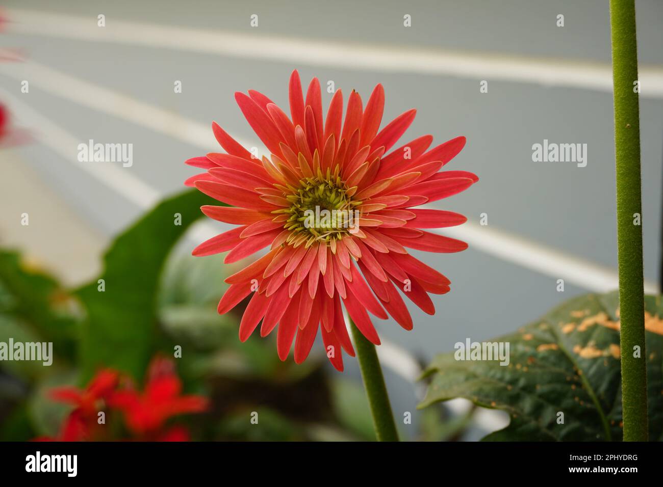 Alamy flower photo hi-res stock photography and images - Alamy